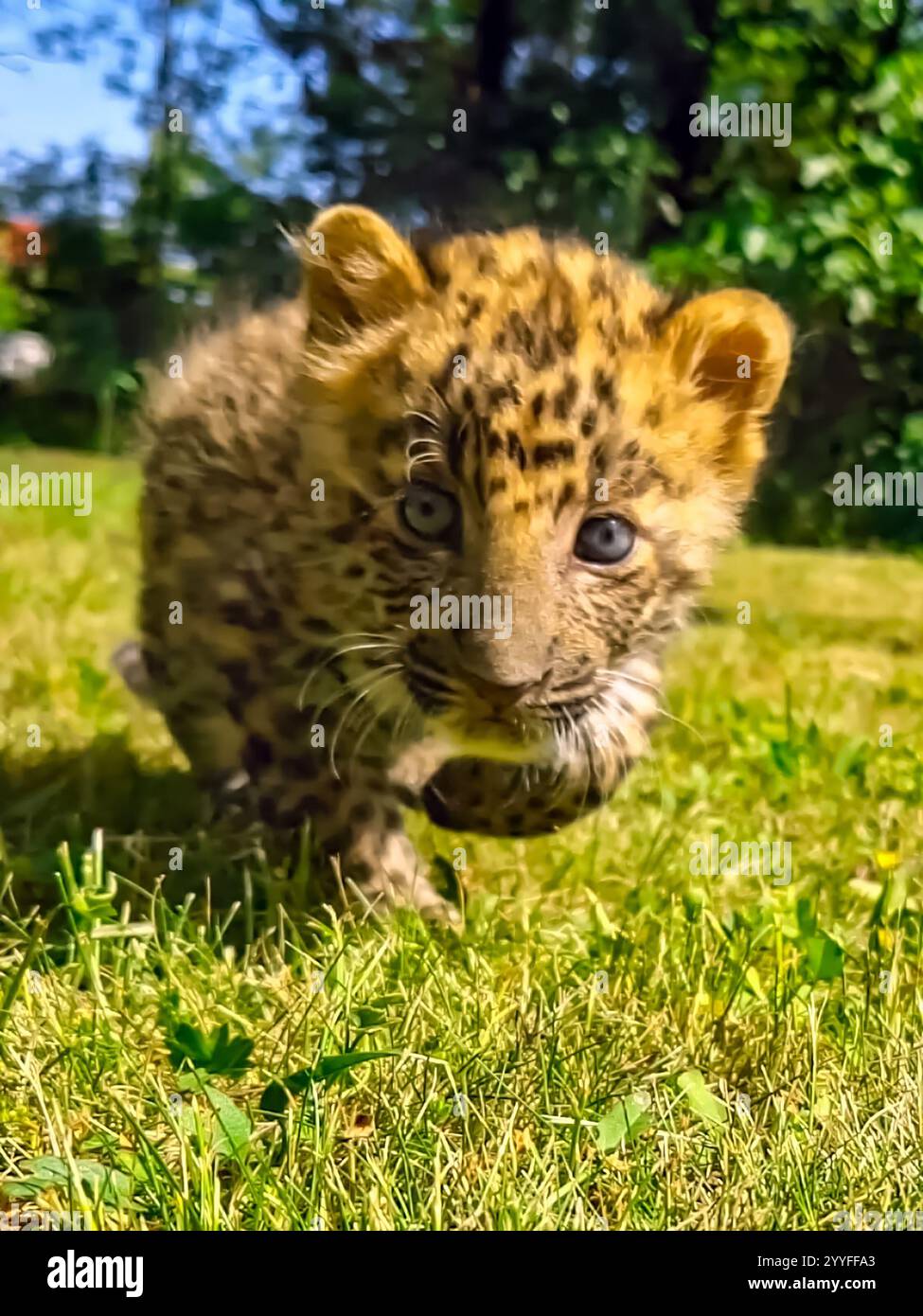 North Chinese leopard baby, its scientific name is Panthera pardus ...