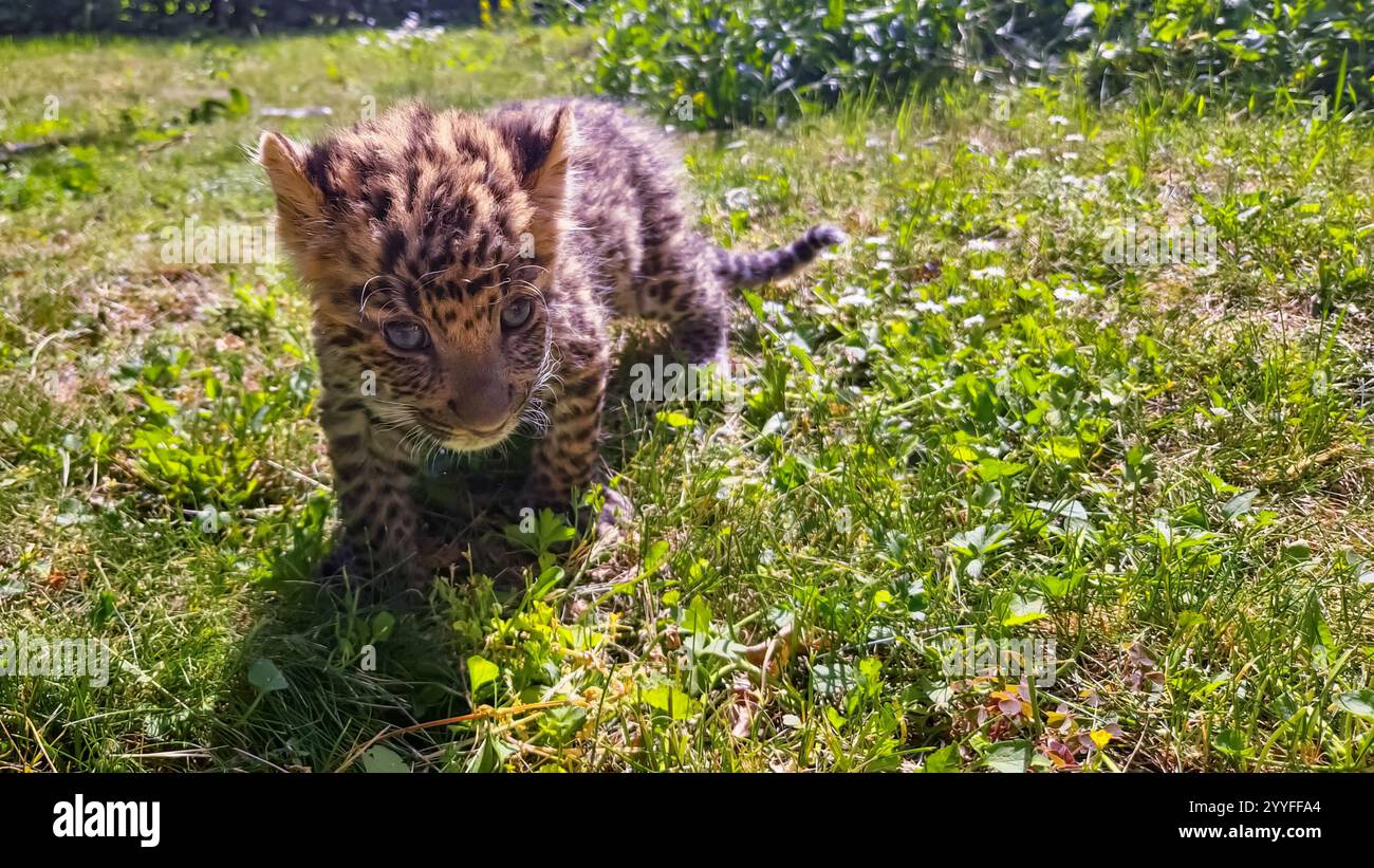 North Chinese leopard baby, its scientific name is Panthera pardus japonensis Stock Photo - Alamy