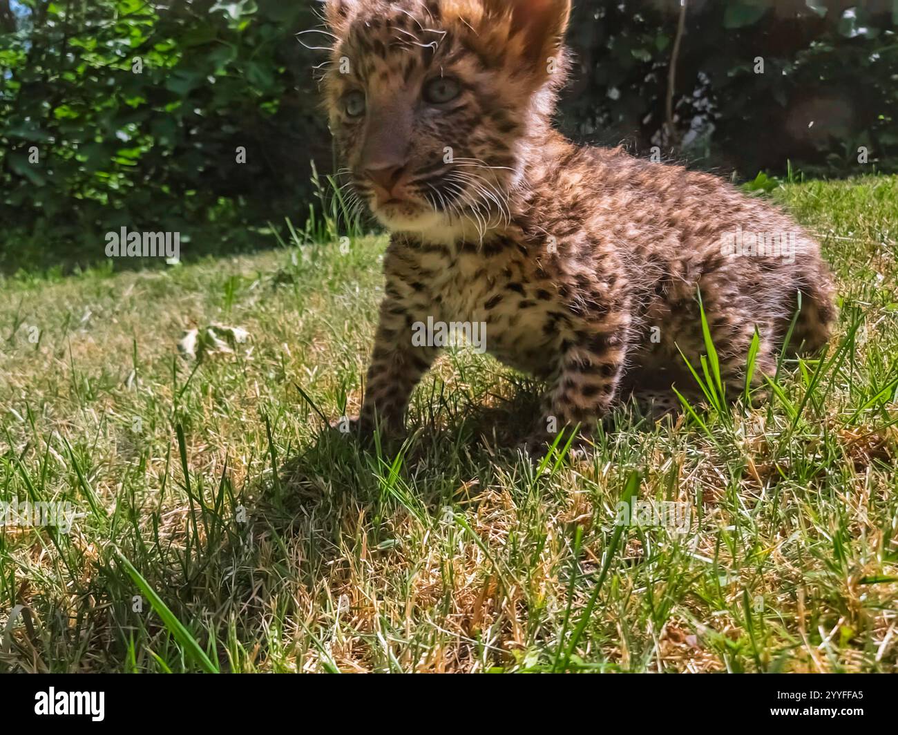 North Chinese leopard baby, its scientific name is Panthera pardus japonensis Stock Photo - Alamy