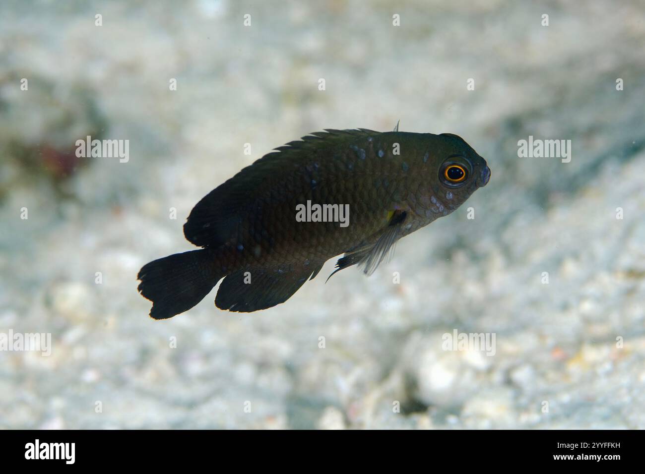 Cross' Damselfish, Neoglyphidodon crossi, Melissa's Garden dive site ...