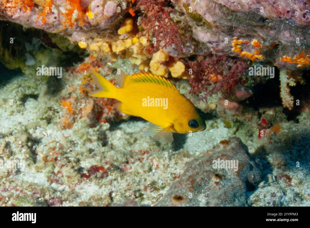 Yellow Chromis, Chromis analis, Too Many Fish dive site, Pulau Koon ...