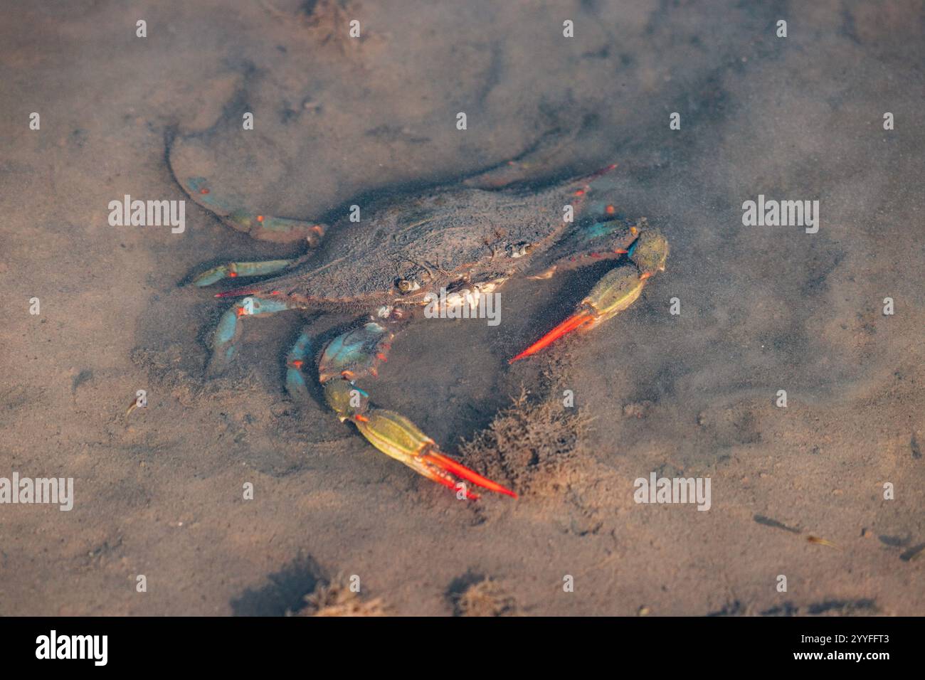 Atlantic blue crab moving in shallow dirty water Stock Photo - Alamy