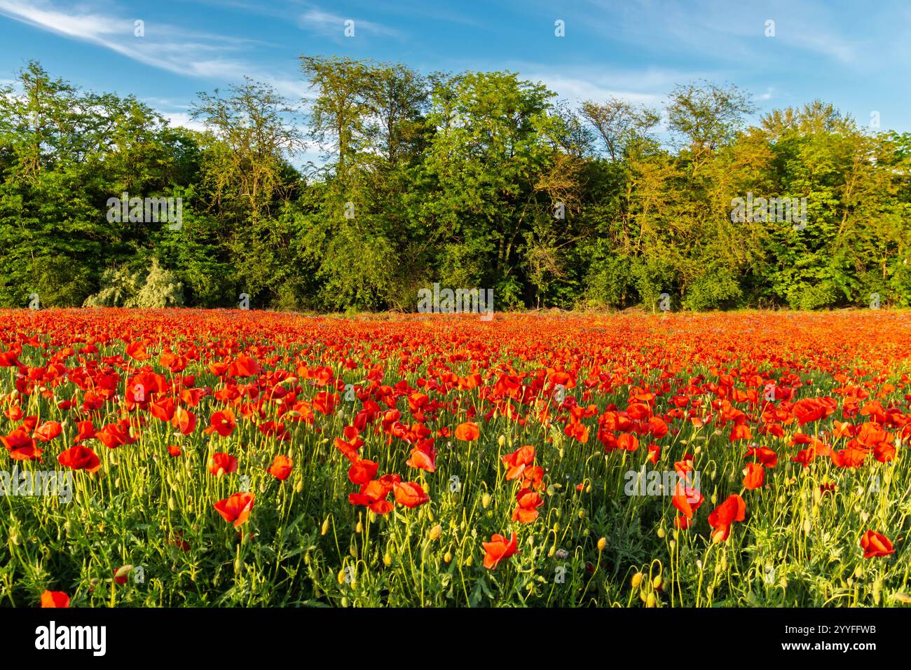 Common poppy field, its scientific name is Papaver rhoeas Stock Photo ...