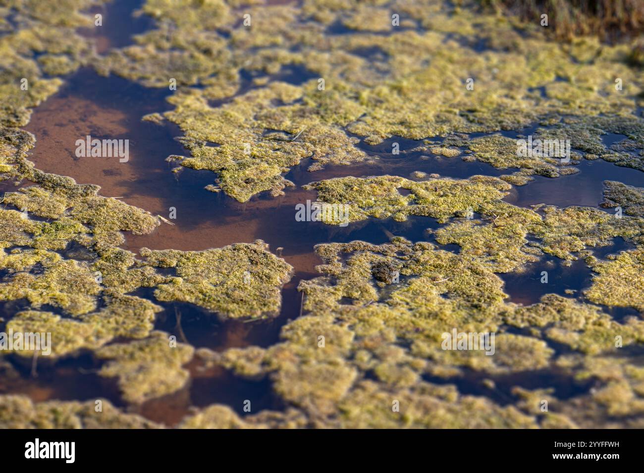 Close-up of green algae growing on the surface of stagnant water ...