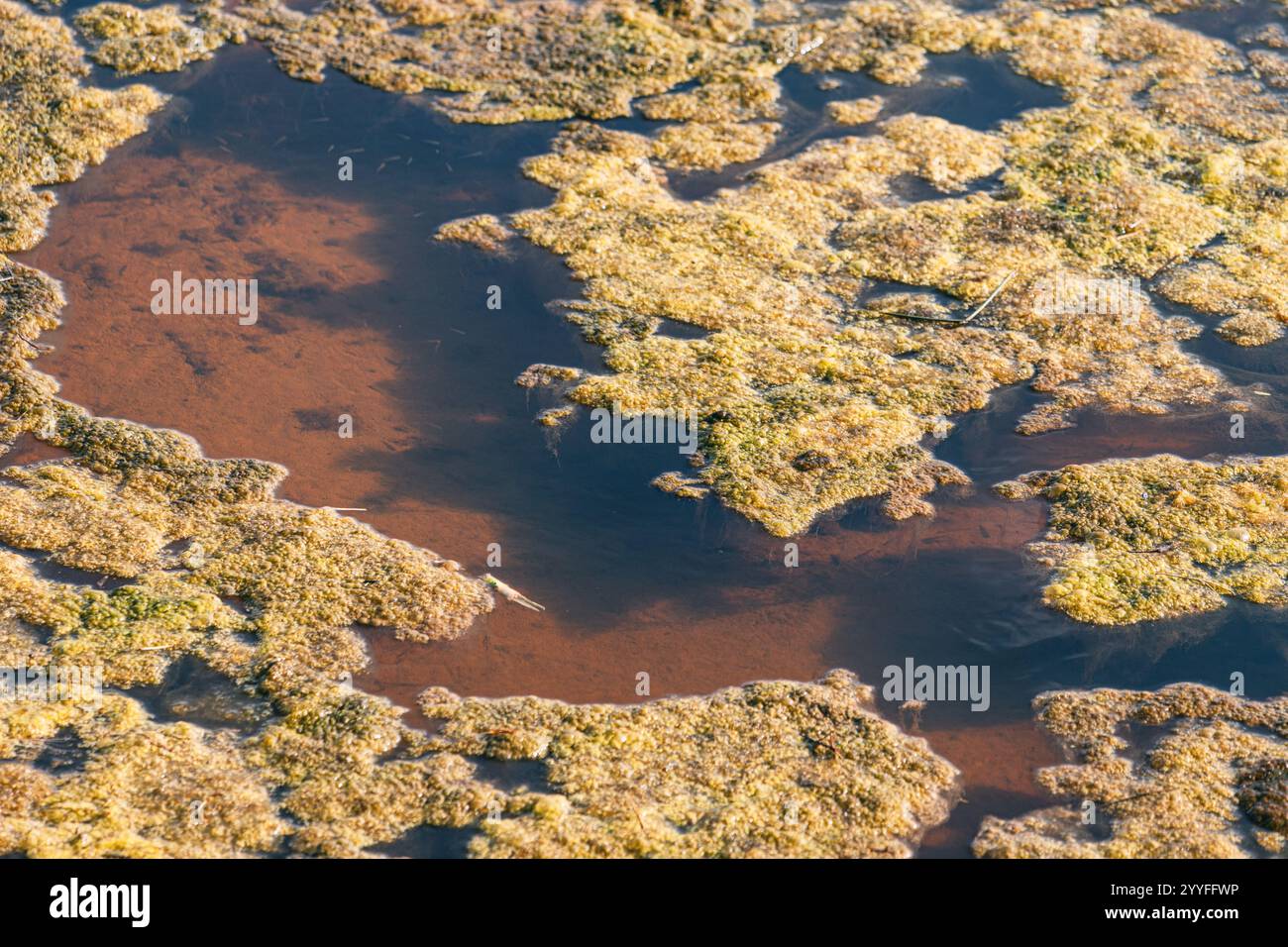 Close-up of green algae growing on the surface of stagnant water ...