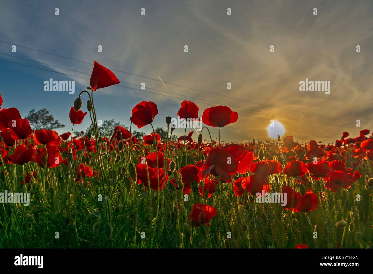 Common poppy field, its scientific name is Papaver rhoeas Stock Photo ...