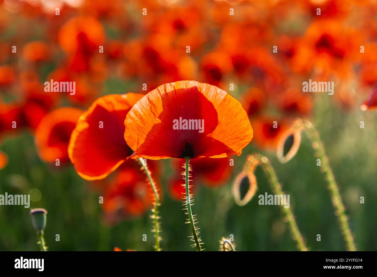 Common poppy field, its scientific name is Papaver rhoeas Stock Photo ...