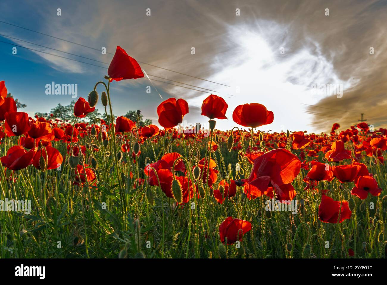 Common poppy field, its scientific name is Papaver rhoeas Stock Photo ...