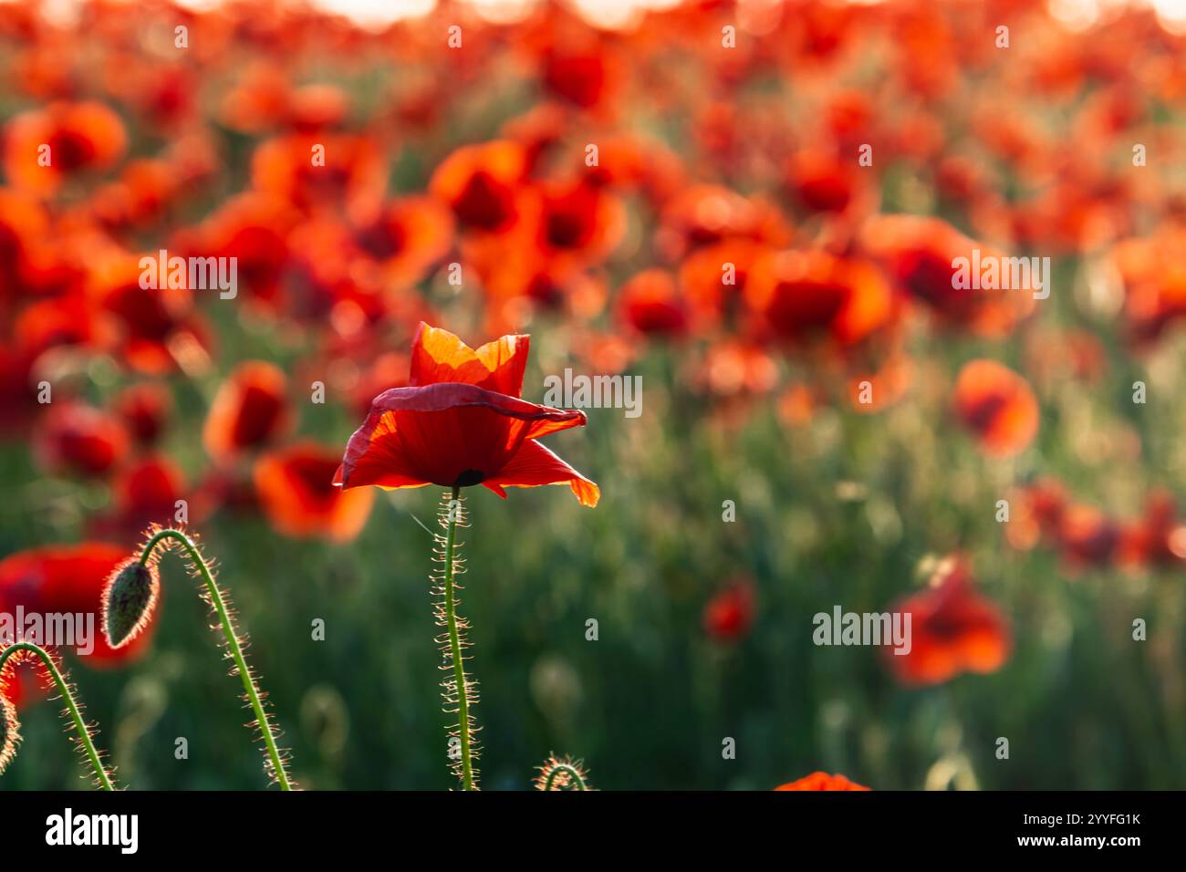 Common poppy field, its scientific name is Papaver rhoeas Stock Photo ...