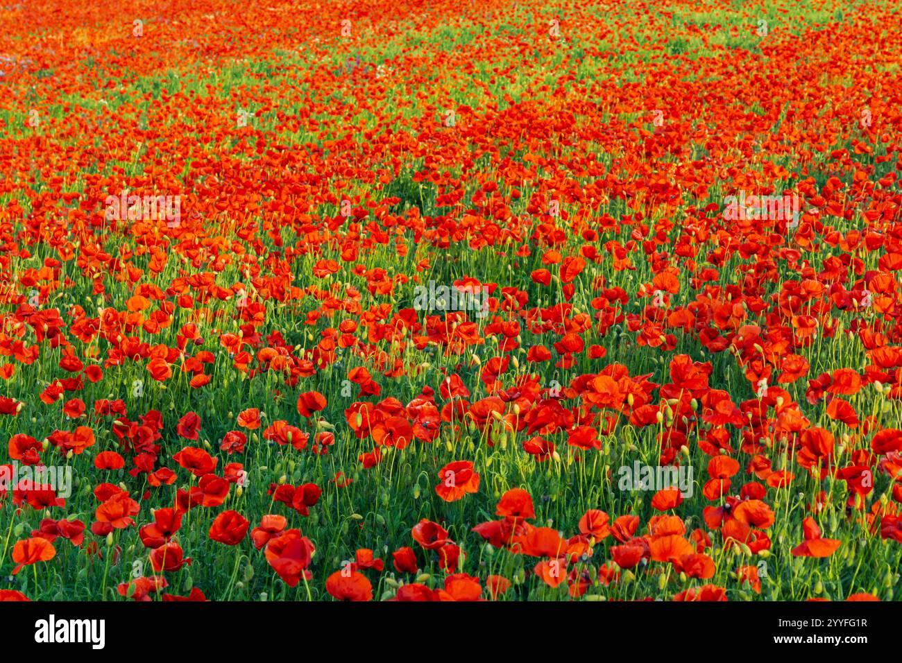 Common poppy field, its scientific name is Papaver rhoeas Stock Photo ...