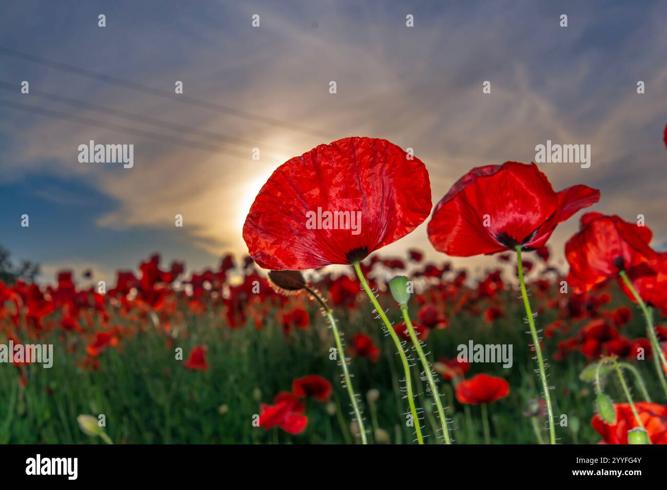 Common poppy field, its scientific name is Papaver rhoeas Stock Photo ...
