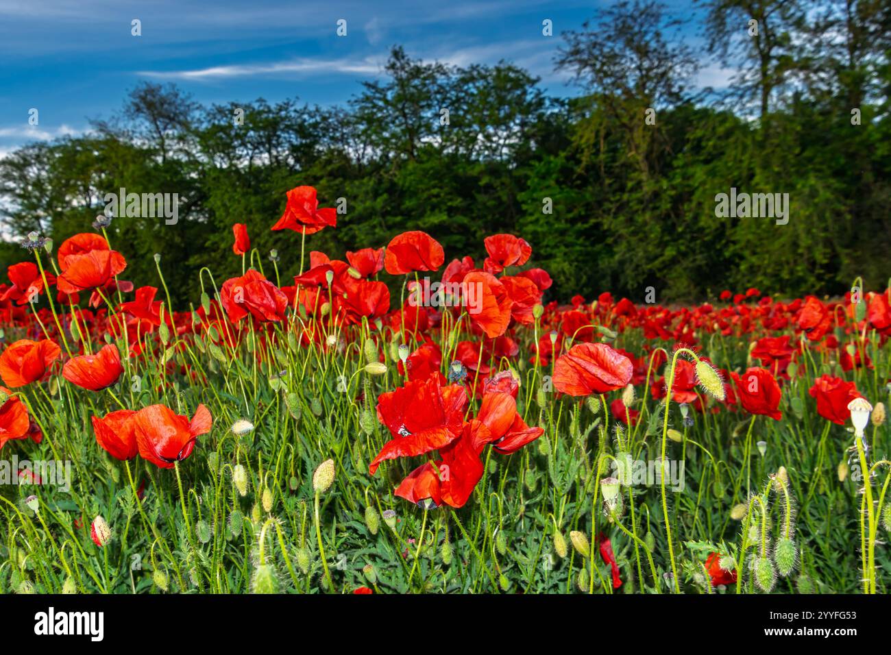 Common poppy field, its scientific name is Papaver rhoeas Stock Photo ...