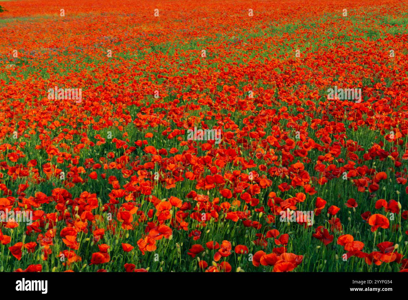 Common poppy field, its scientific name is Papaver rhoeas Stock Photo ...