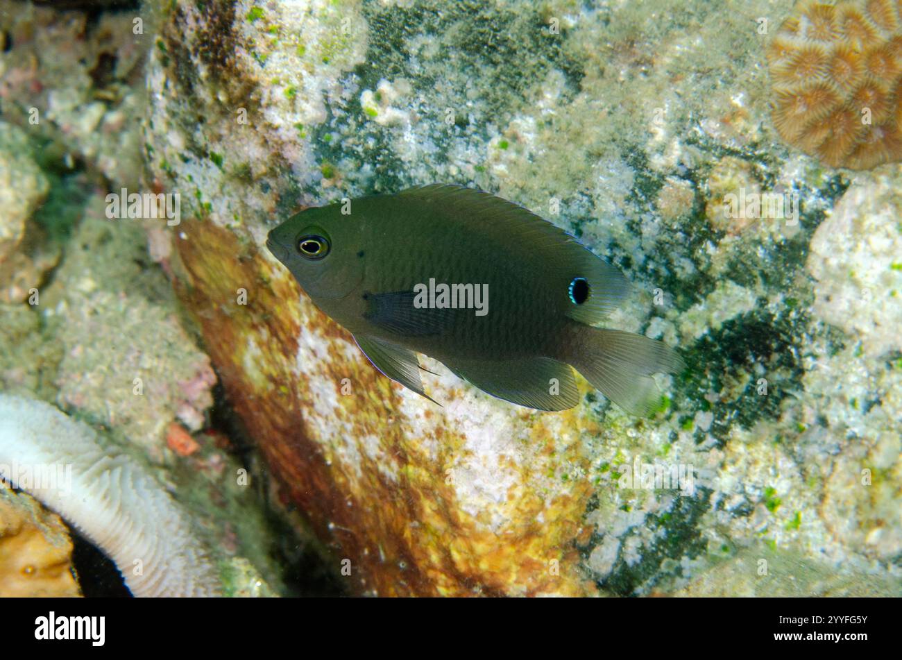 Obscure damselfish hi-res stock photography and images - Alamy
