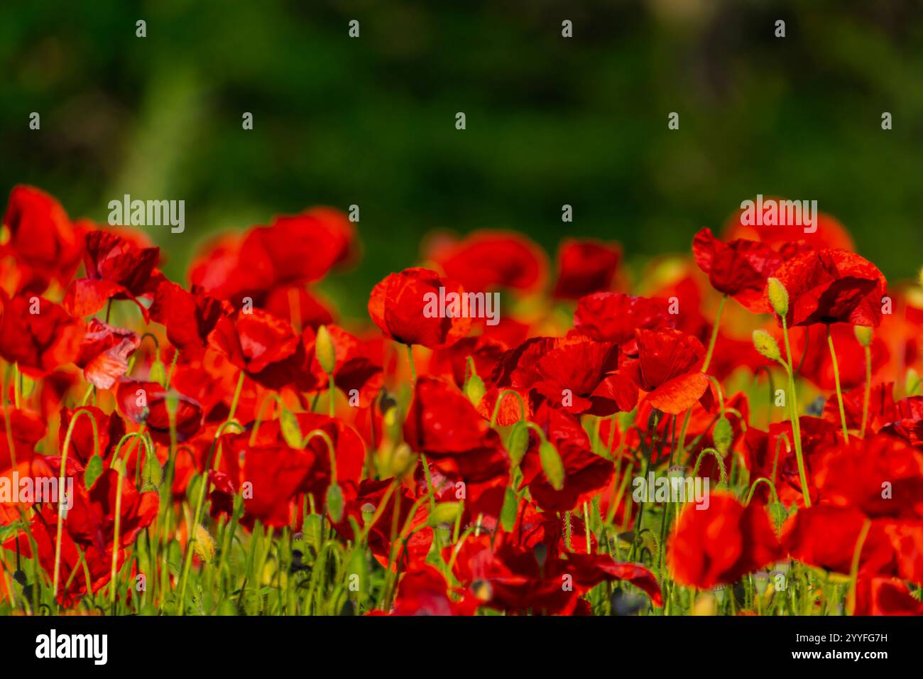 Common poppy field, its scientific name is Papaver rhoeas Stock Photo ...