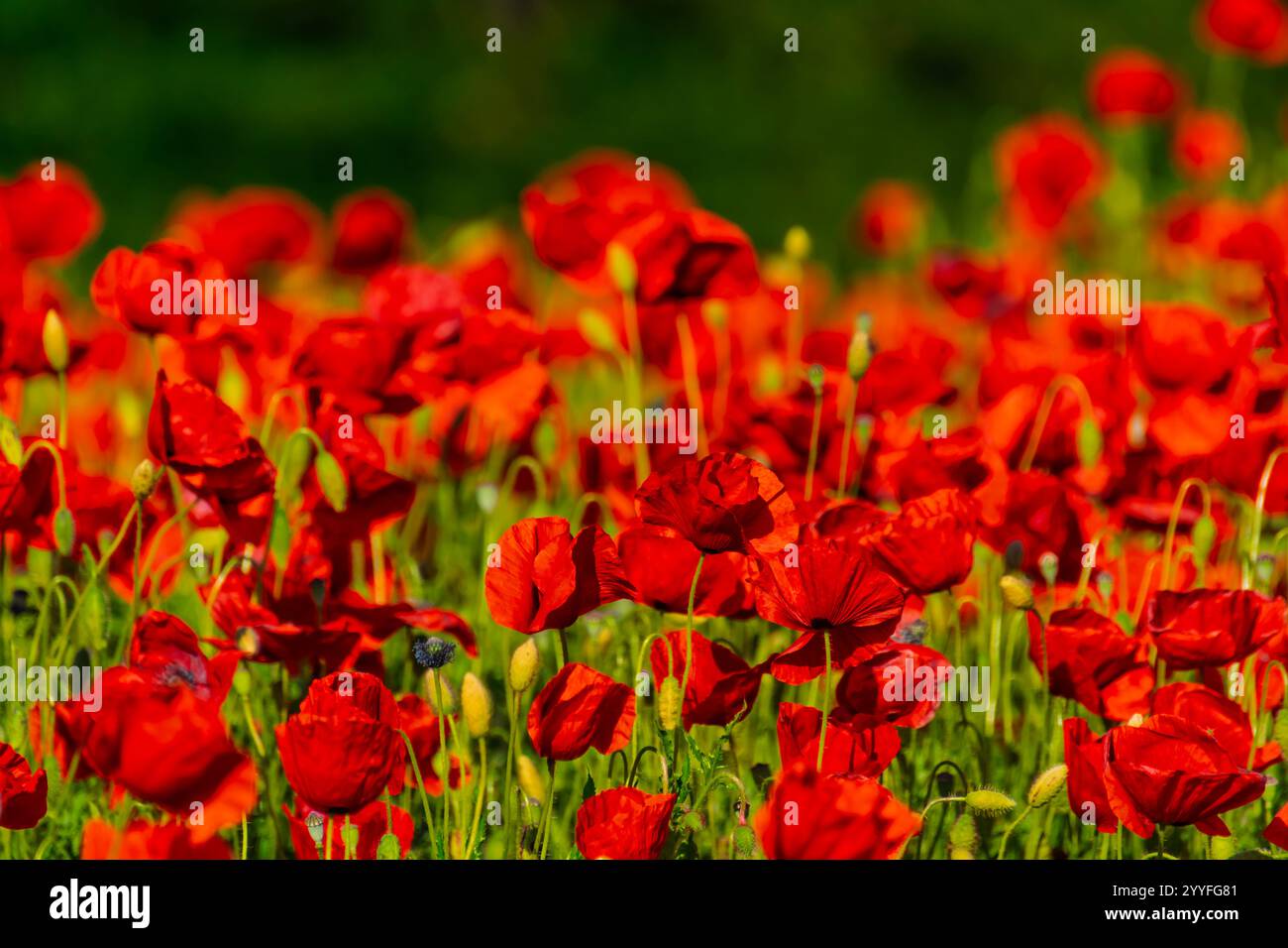 Common poppy field, its scientific name is Papaver rhoeas Stock Photo ...