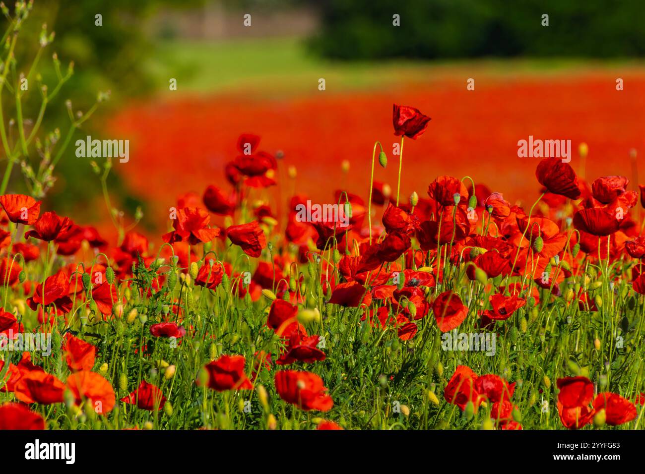 Common poppy field, its scientific name is Papaver rhoeas Stock Photo ...