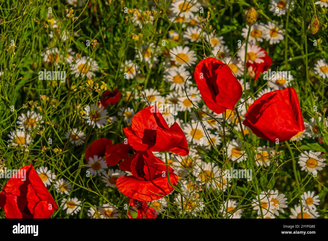 Common poppy field, its scientific name is Papaver rhoeas Stock Photo ...