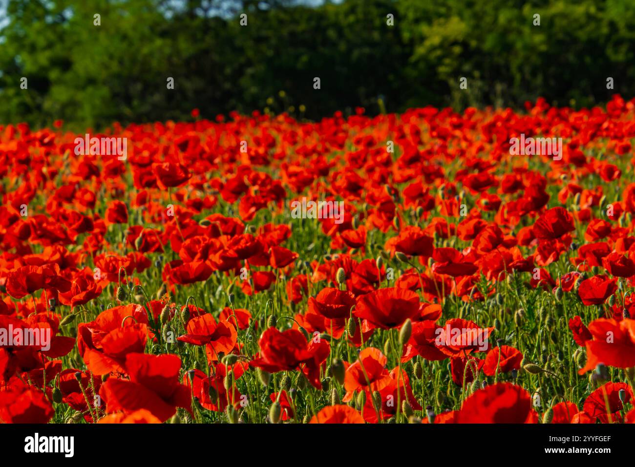 Common poppy field, its scientific name is Papaver rhoeas Stock Photo ...