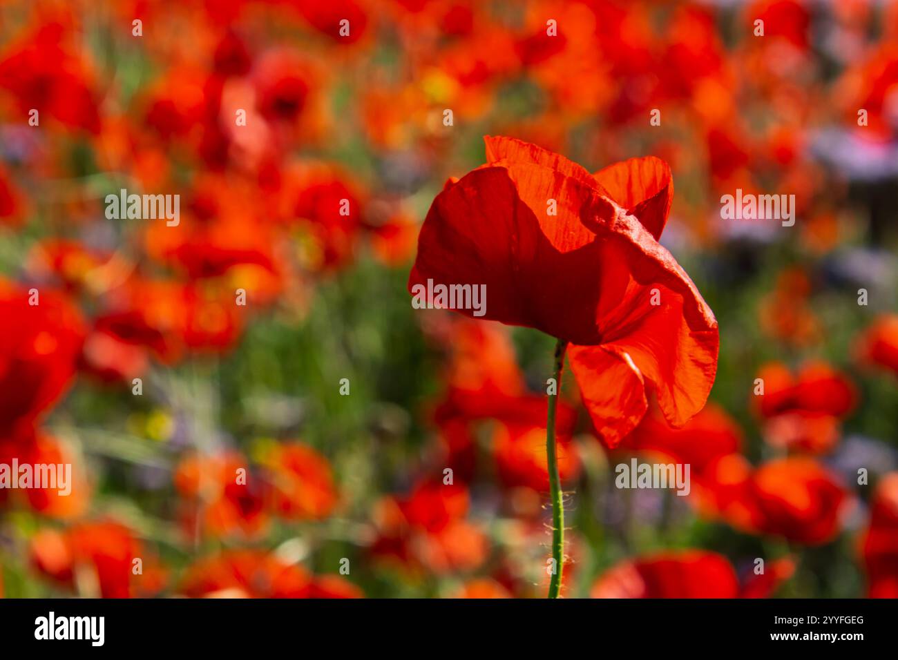 Common poppy field, its scientific name is Papaver rhoeas Stock Photo ...