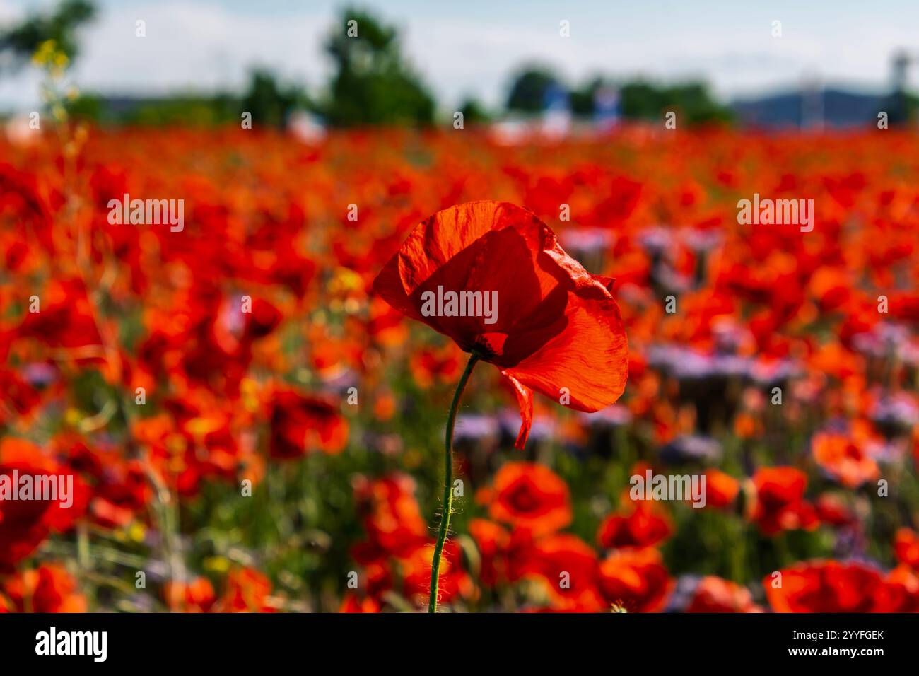 Common poppy field, its scientific name is Papaver rhoeas Stock Photo ...