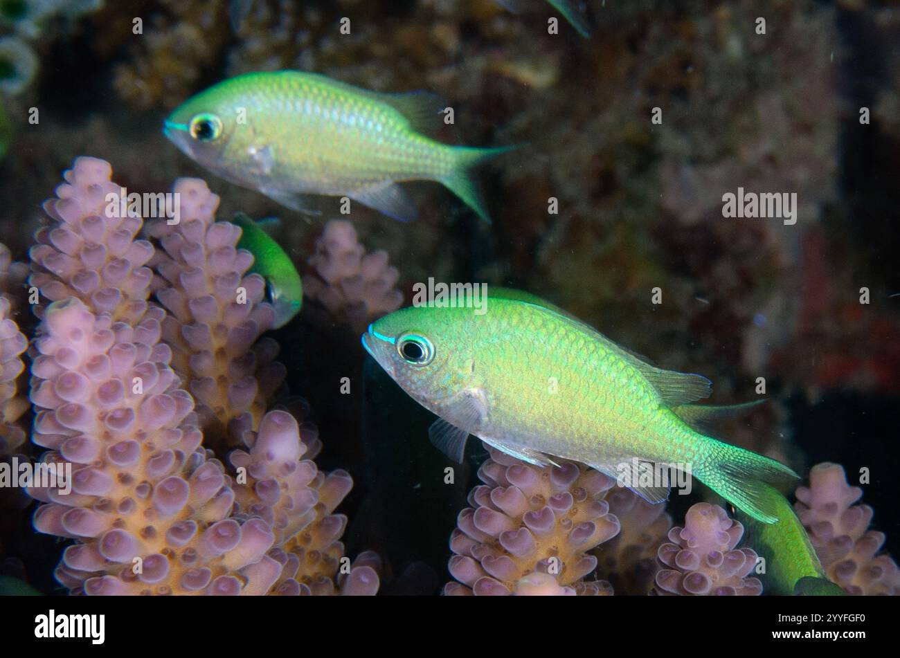 Blue-green Chromis, Chromis viridis, Bio Rock dive site, Pemuteran ...