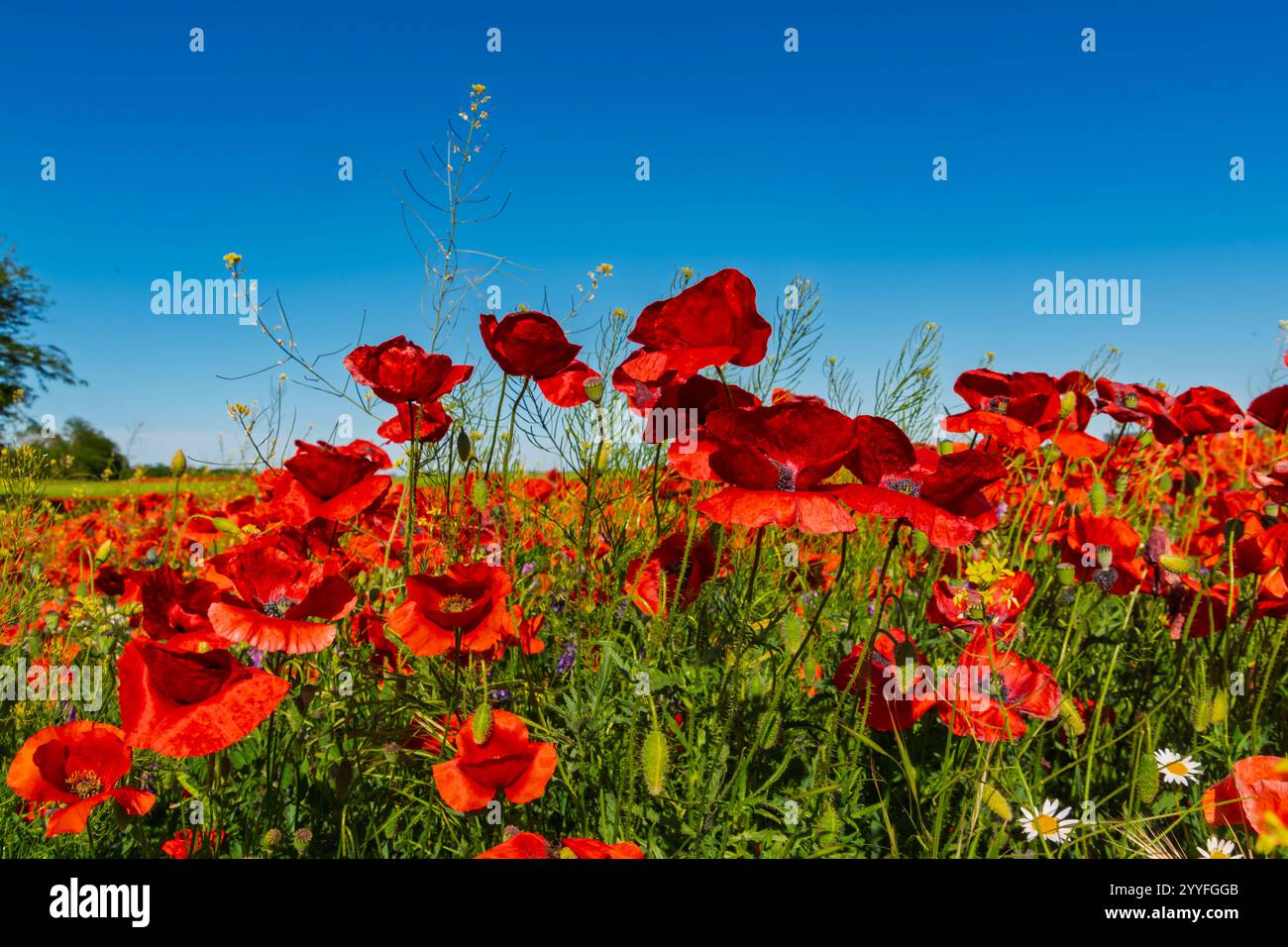 Common poppy field, its scientific name is Papaver rhoeas Stock Photo ...