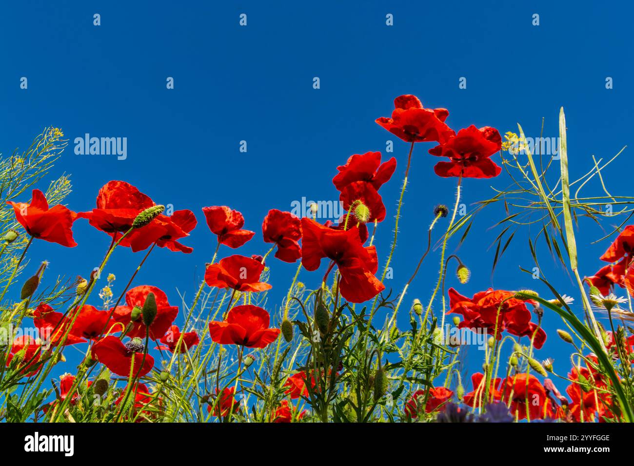 Common poppy field, its scientific name is Papaver rhoeas Stock Photo ...