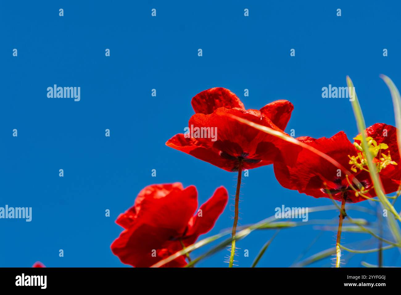 Common poppy field, its scientific name is Papaver rhoeas Stock Photo ...