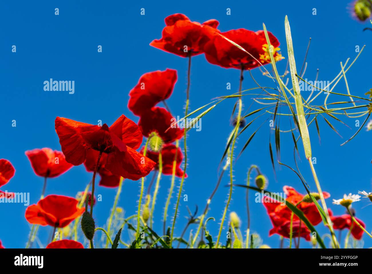 Common poppy field, its scientific name is Papaver rhoeas Stock Photo ...