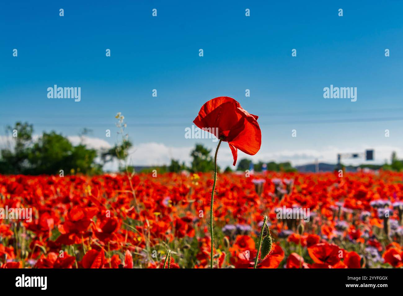 Common poppy field, its scientific name is Papaver rhoeas Stock Photo ...
