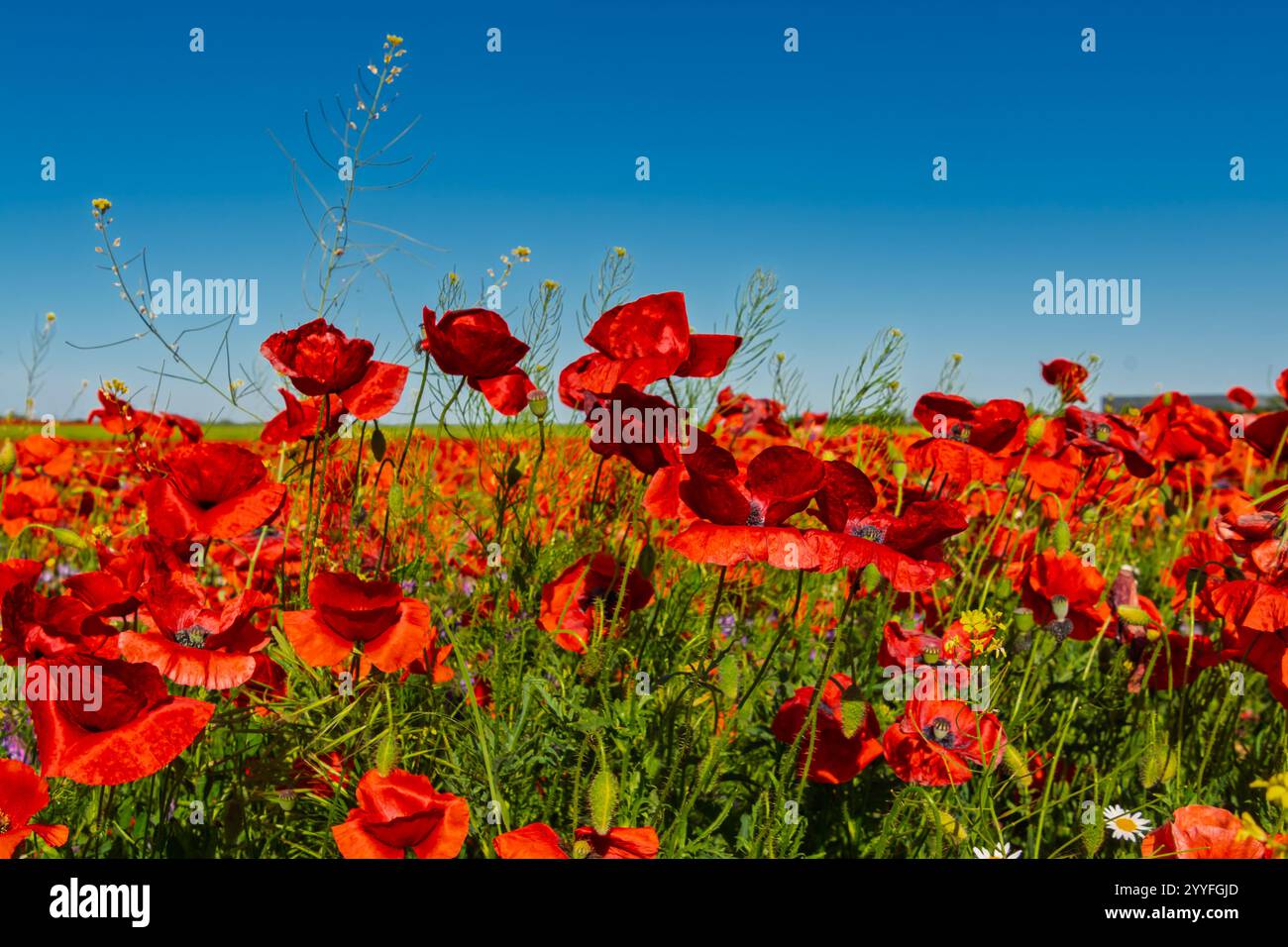 Common poppy field, its scientific name is Papaver rhoeas Stock Photo ...