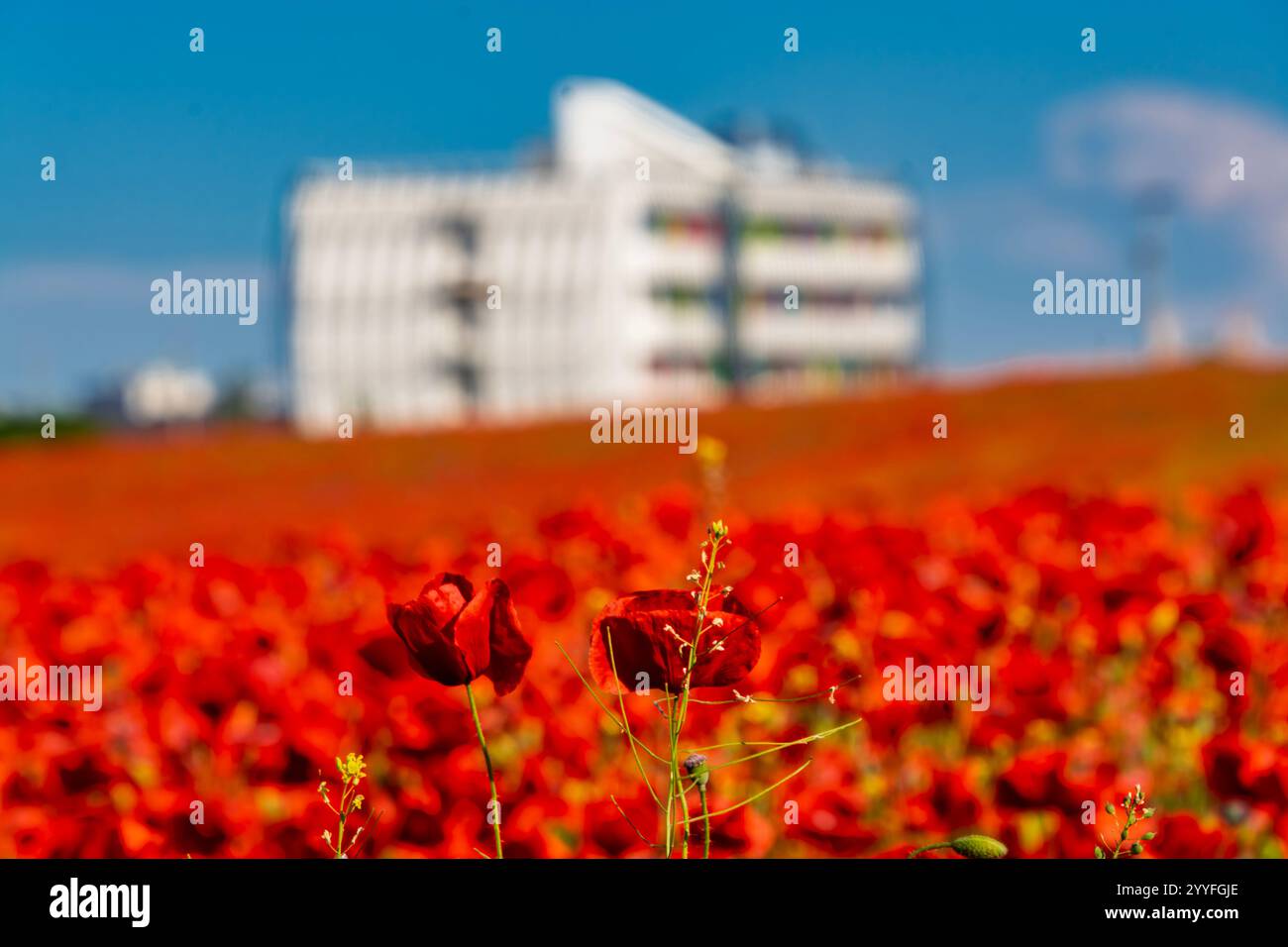 Common poppy field, its scientific name is Papaver rhoeas and the ...