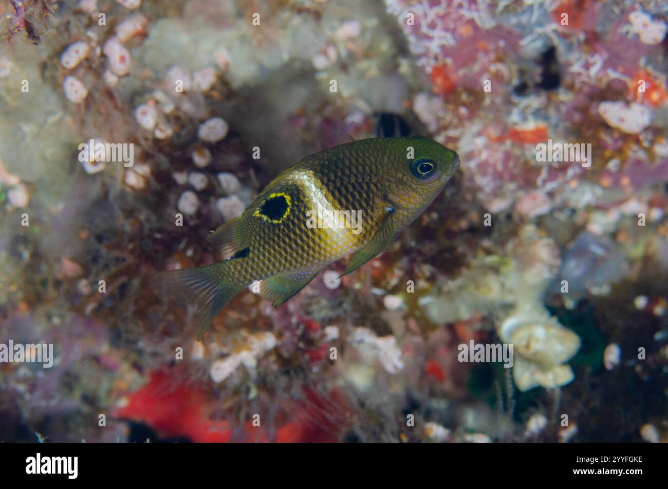 Twospot Damselfish, Chrysiptera biocellata, Gili Tepekong dive site ...