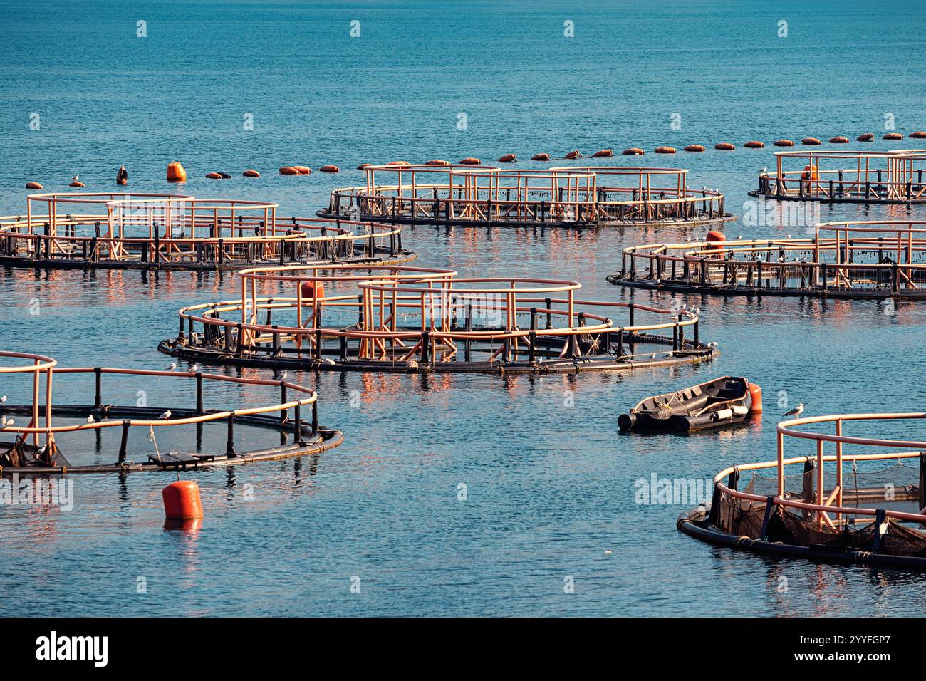 Round aquaculture cages for fish farming floating in calm ocean water ...