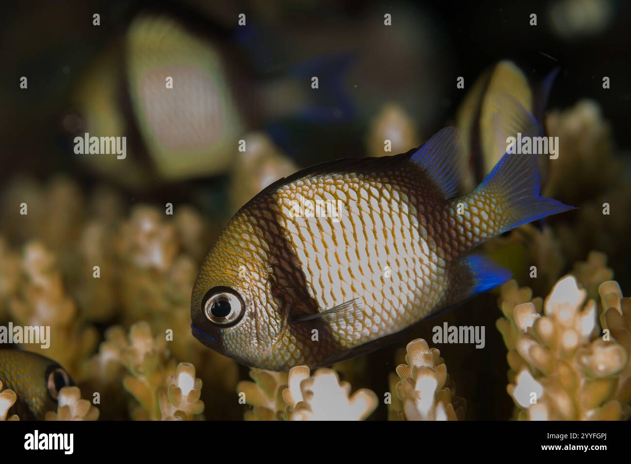 Reticulated Dascyllus, Dascyllus reticulatus, Barracuda Point dive site ...