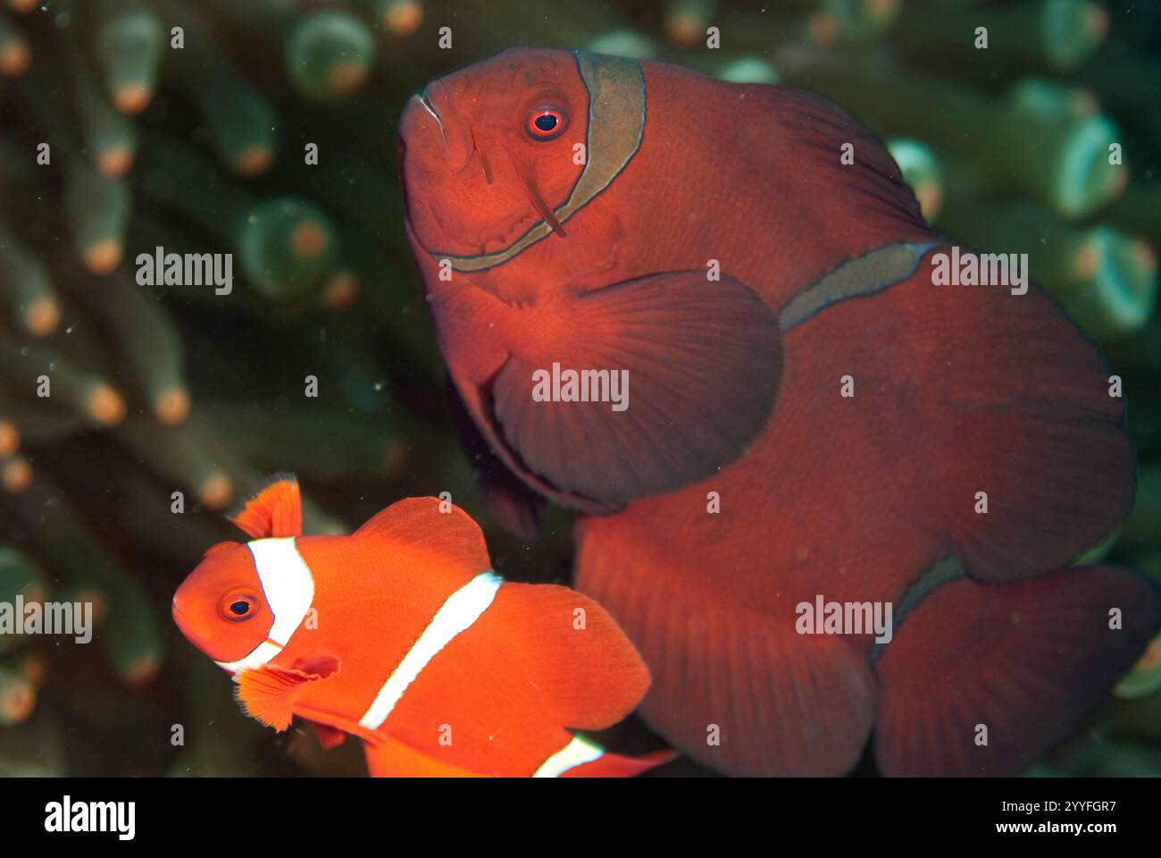 Pair of Spinecheek Anemonefish, Premnas biaculeatus, in Bulb Tentacle ...