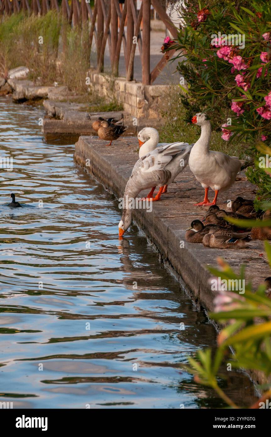 Natural scenery of Lago d'Averno (Averno Lake) in Campi Flegrei ...