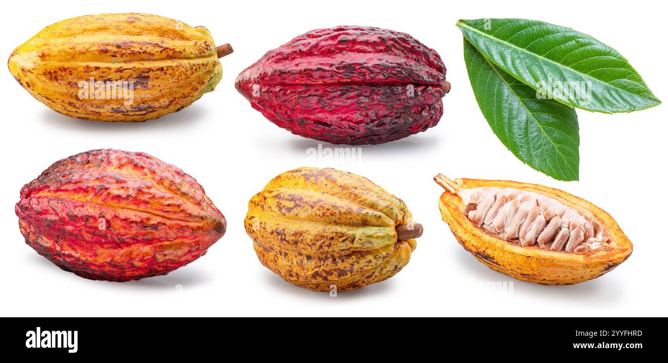 Set of yellow and red cocoa fruits or cocoa pods isolated on white ...