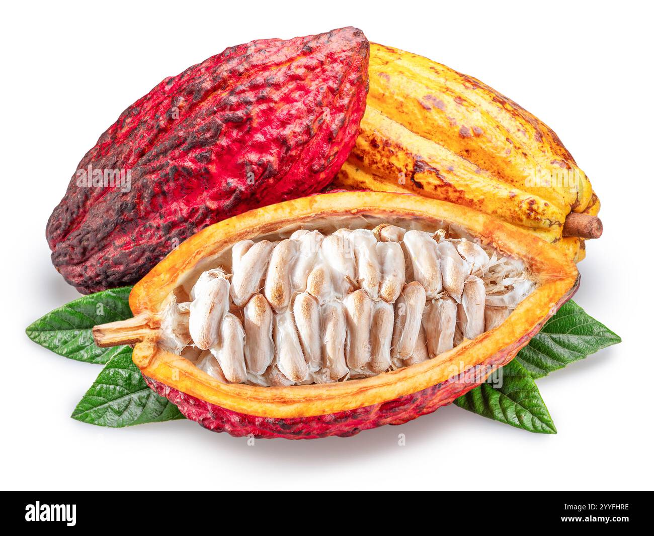 Cocoa fruits or cocoa pods and green leaves isolated on white ... Cocoa fruits or cocoa pods and green leaves isolated on white ...