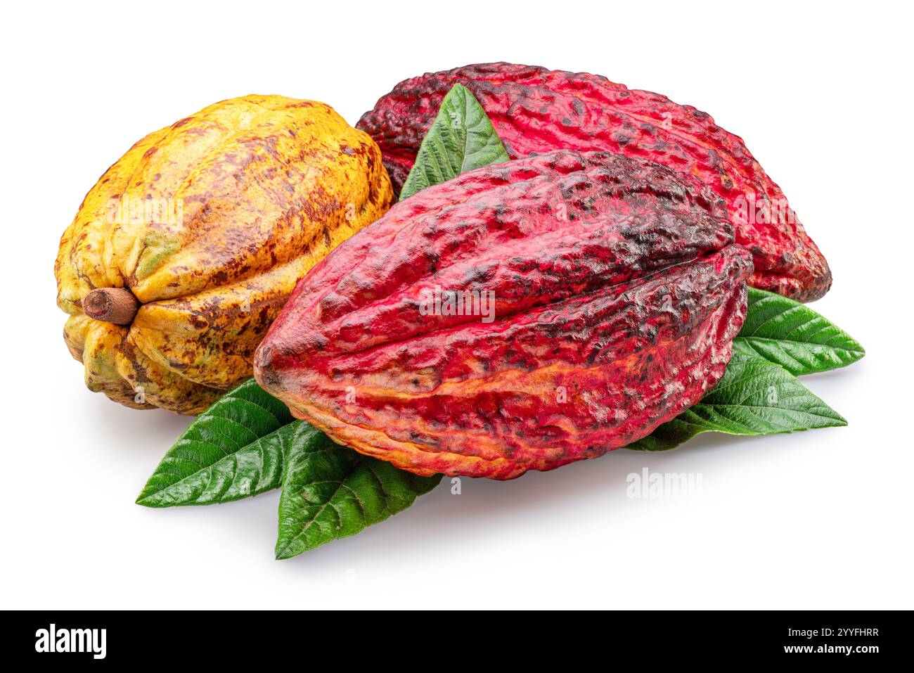 Cocoa fruits or cocoa pods and green leaves isolated on white ...