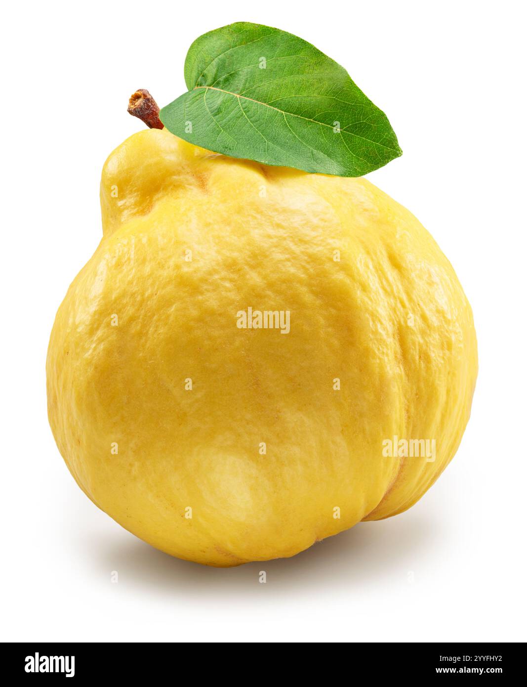 Quince with quince green leaf on white background. File contains ...