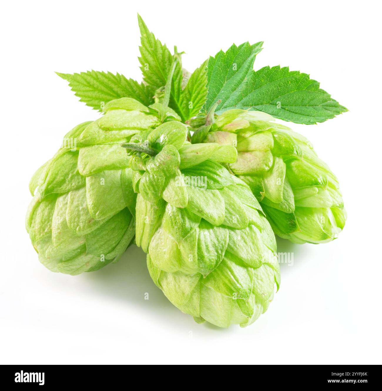 Fresh green hops or hop cone flowers with leaves on white background ...