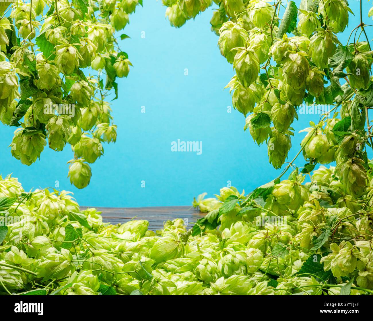 Fresh green hop flowers and lush leaves of hop vine are arranged as a ...