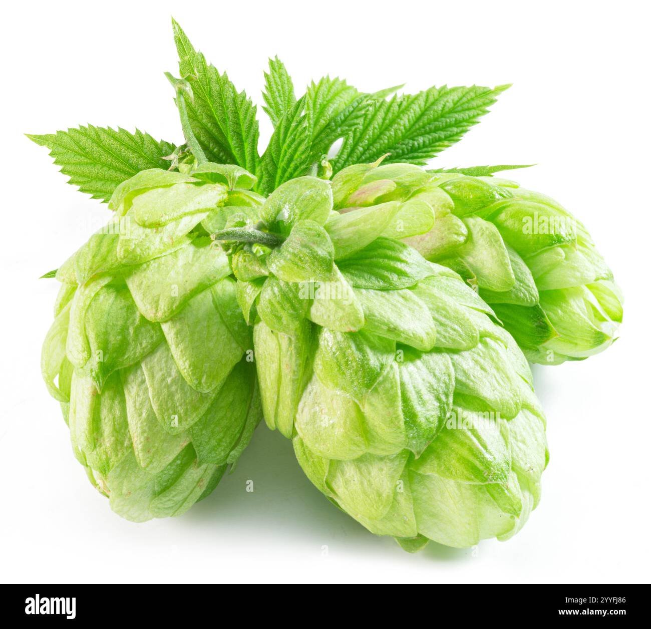 Fresh green hops or hop cone flowers with leaves on white background ...