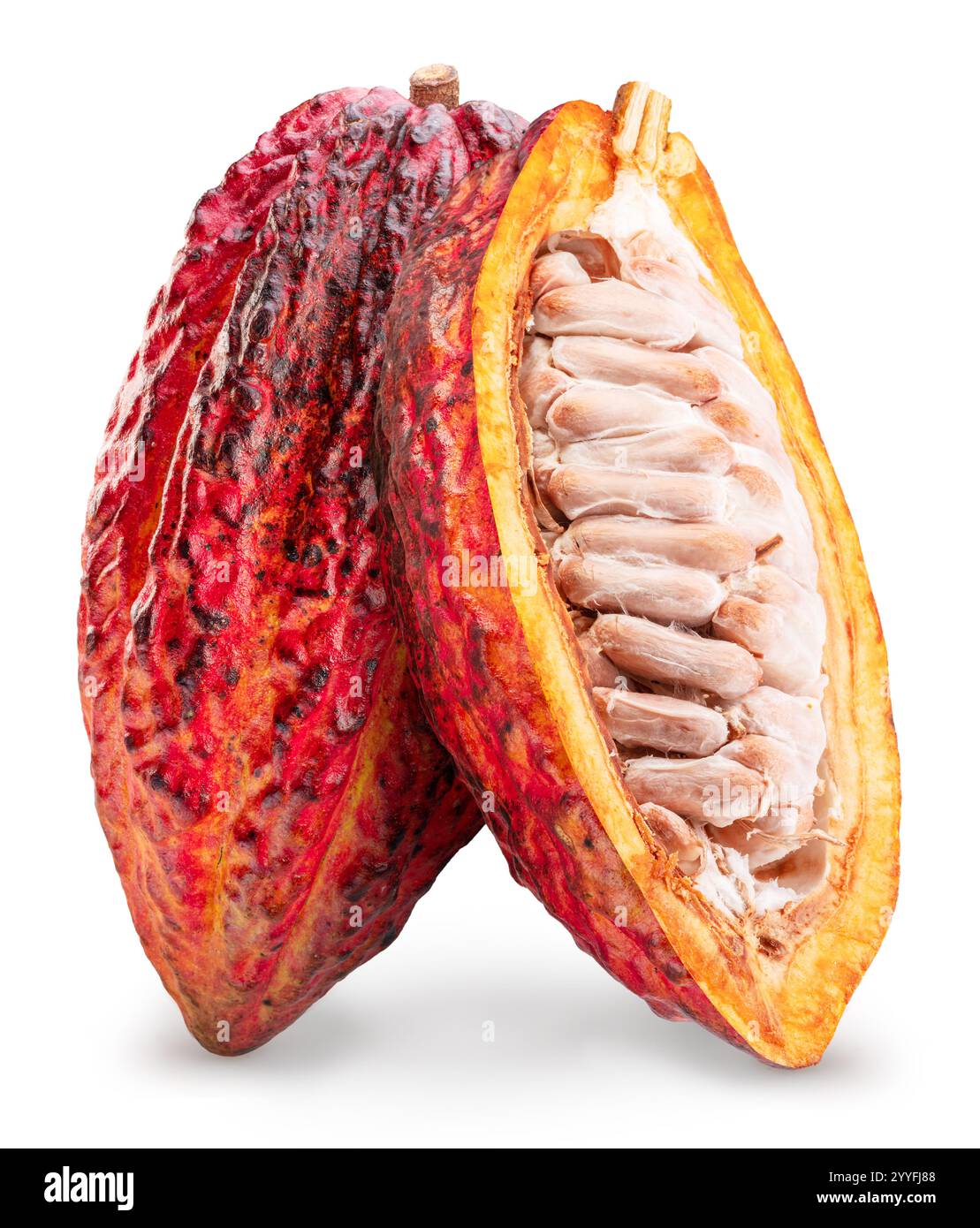 Cocoa fruit and open cocoa pod isolated on white background. Clipping ...