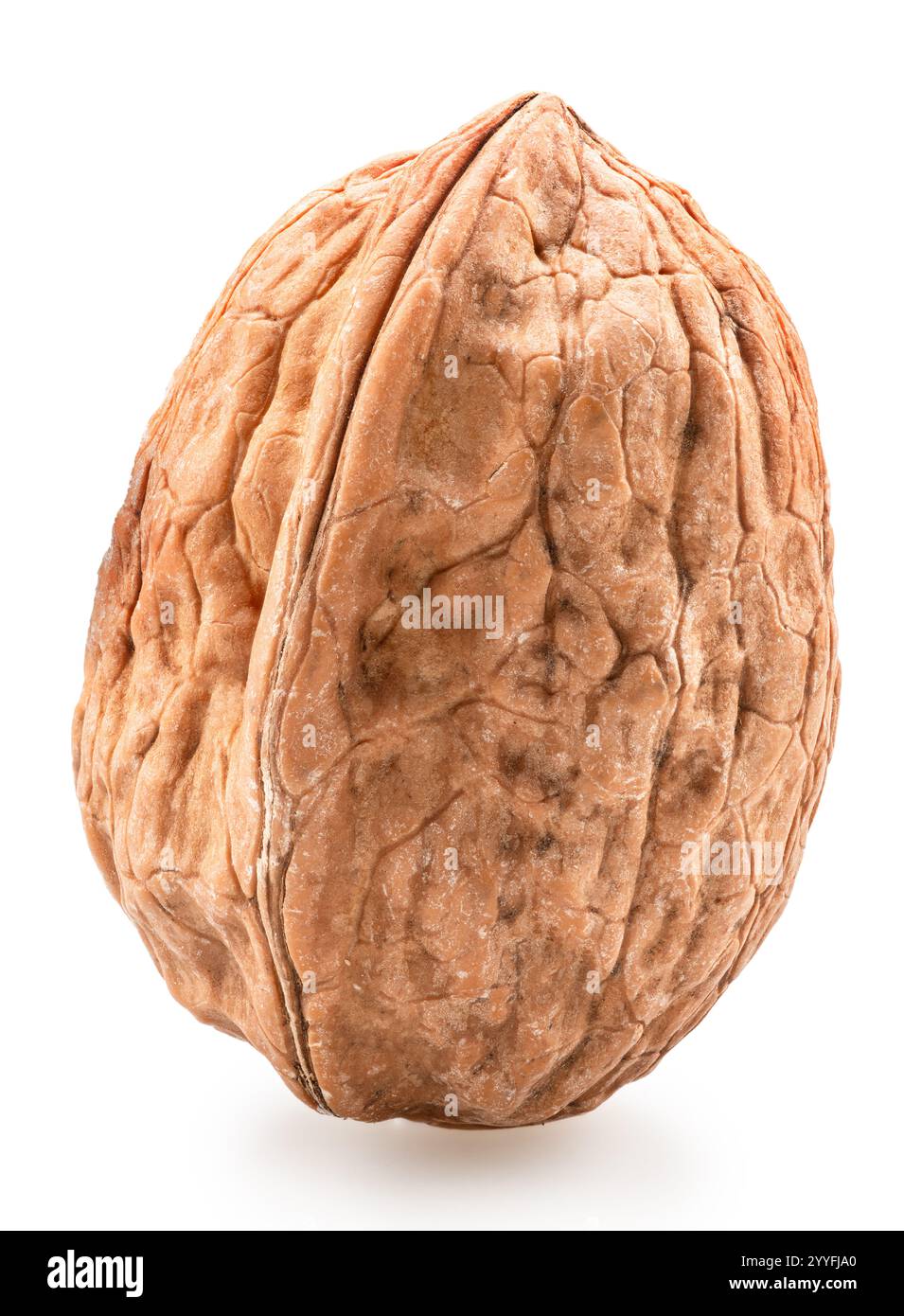 Walnut in shell isolated on white background. File contains clipping ...