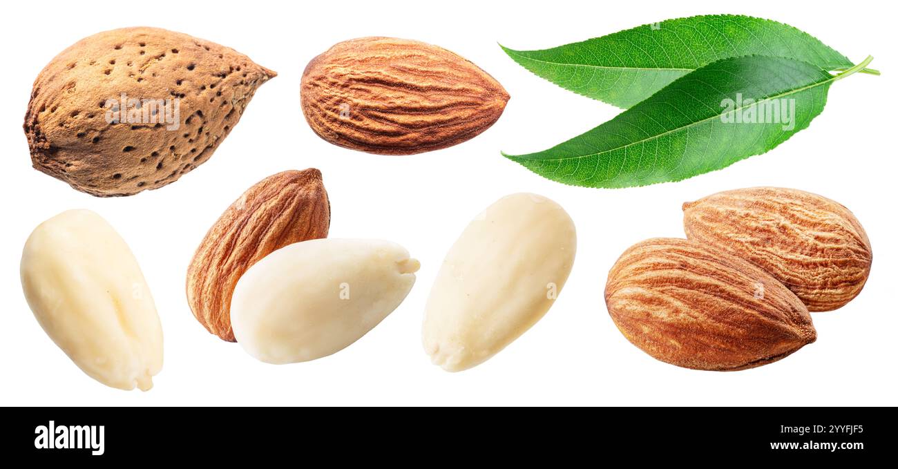 Set almonds, almond in shell, blanched almonds and leaf isolated on ...