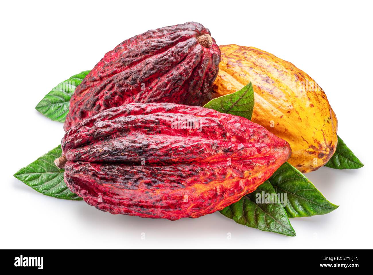 Cocoa fruits or cocoa pods over green leaves isolated on white ...