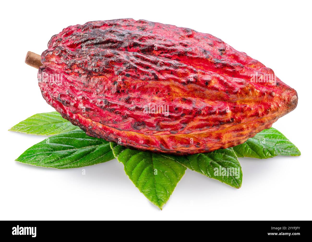Red cocoa fruit or cocoa pod over green leaves isolated on white ...